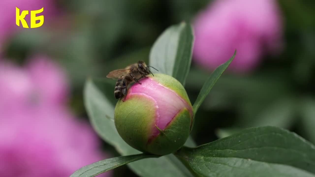 videos.botevgrad.com :: Днешния ден се отбелязва и като ден на пчеларите, чийто покровител е ...